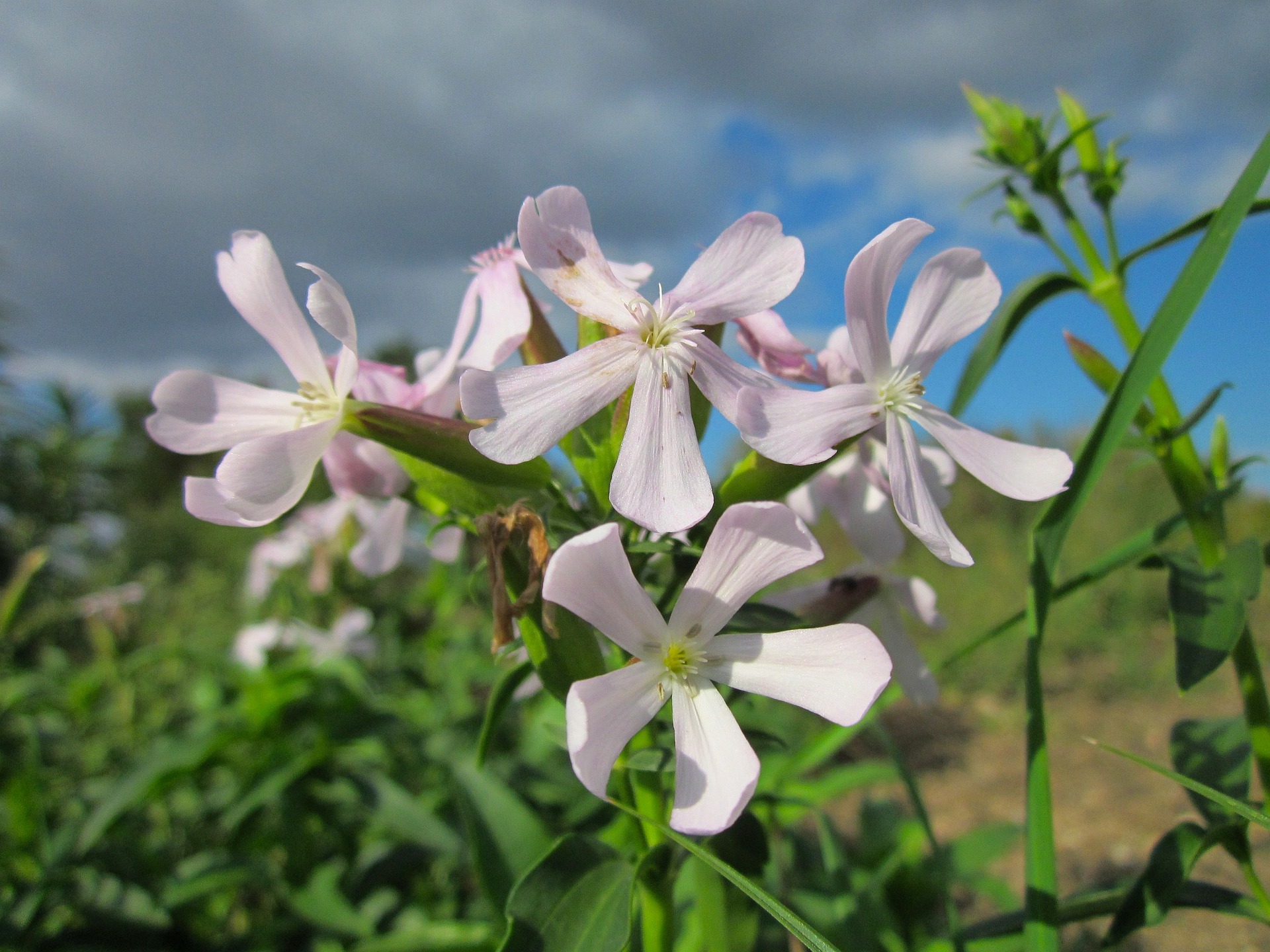 Complete Guide to Growing Soapwort in Perth - EPHAS
